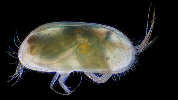 Ostracod Research at the Lake Biwa Museum
