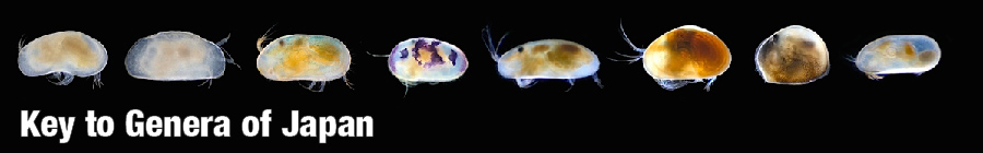 Ostracods Facts